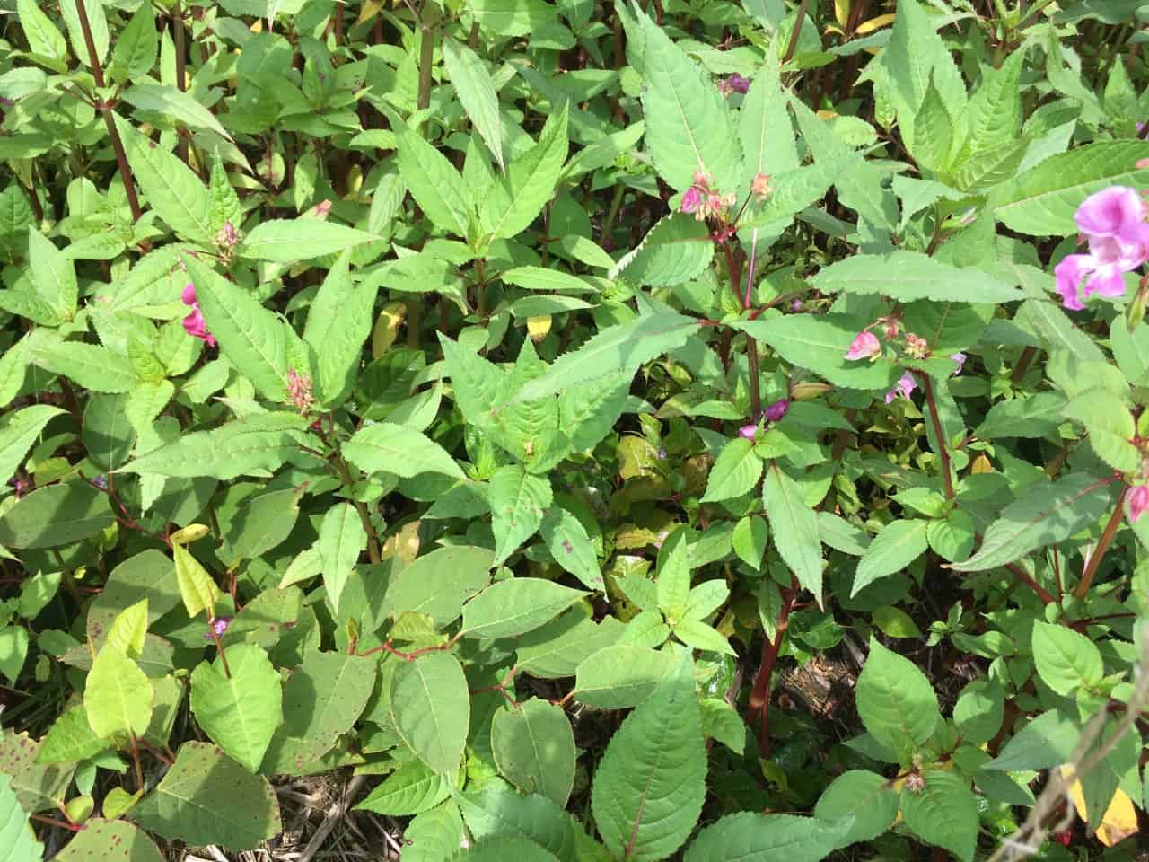 Other Species | Other Invasive Plants to Be Aware Of